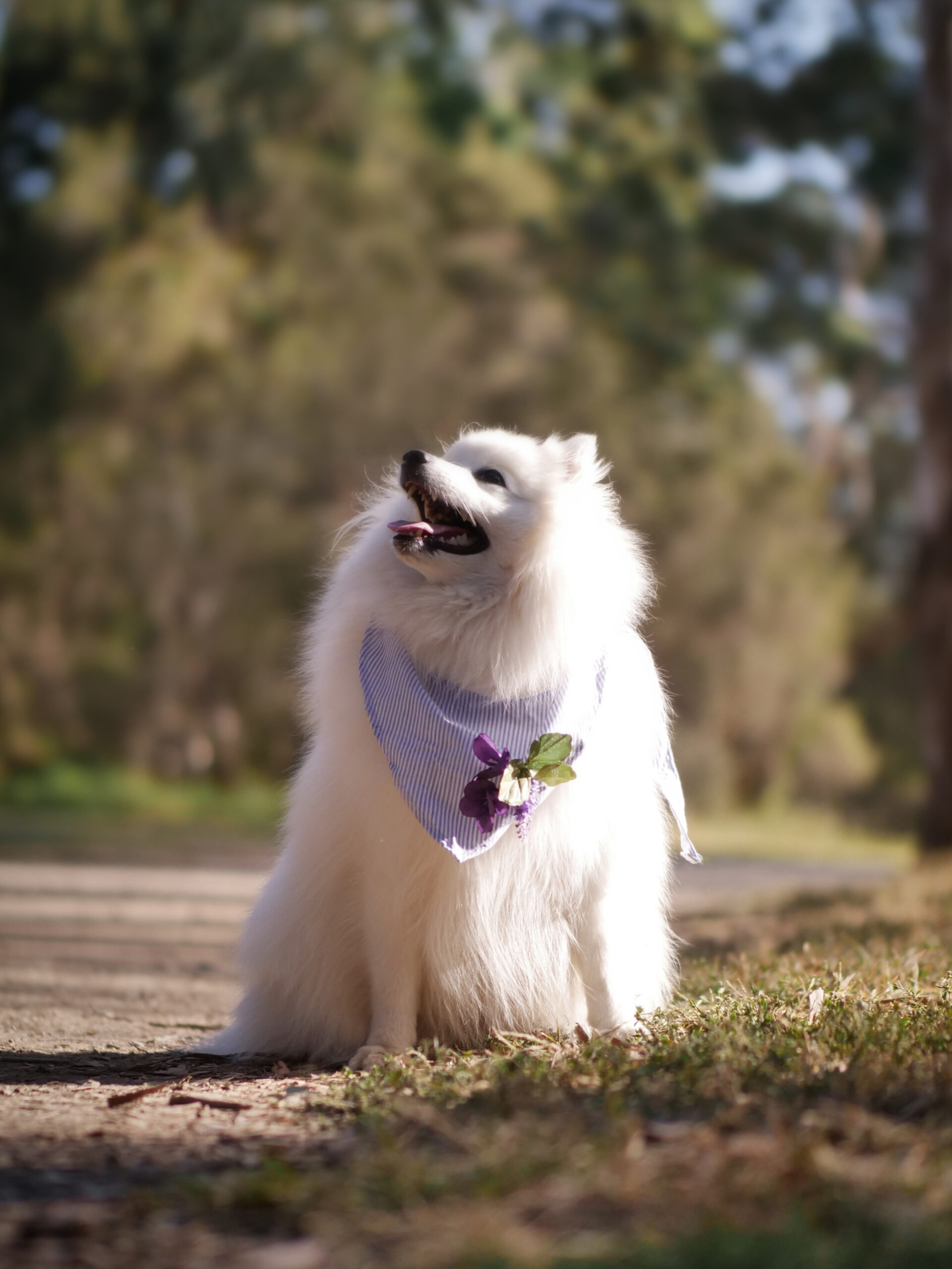 SPECIALISED IN FLASH PHOTOGRAPHY, HIGH SPEED CAPTURE - PYRAMID PHOTOGRAPHY